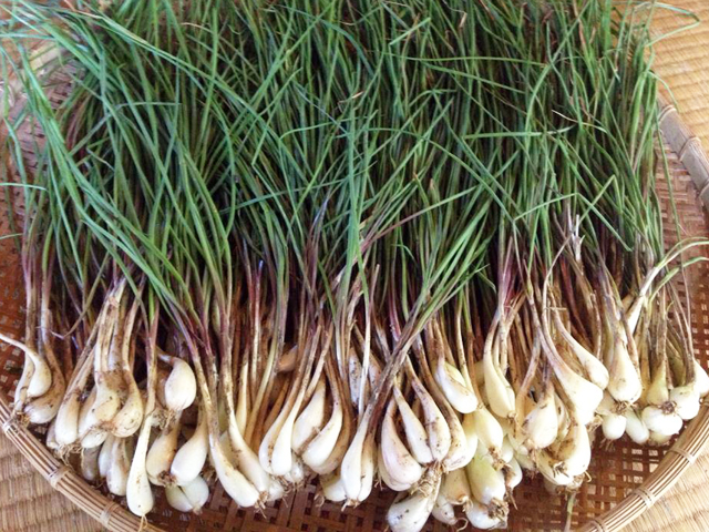 sumaya natural farm | 諸国良品 | 無印良品ネットストア